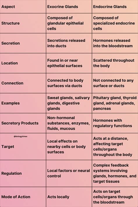 Difference Between Endocrine And Exocrine Glands Artofit