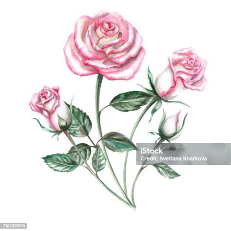 수채화 그림에 핑크 장미의 꽃다발 카드 포스터 화장품 축하 장식에 대한 손으로 그린 수채화 배경에서 격리된 구성 결혼 의식에 대한 스톡 벡터 아트 및 기타 이미지 Istock