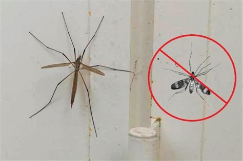 Dočekali Smo I Prve Komarce A Znate Li što Je Ovo Komarac Ili Ne Nije što Mislite