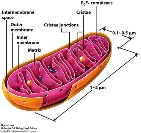 The Structure And Function Of Ribosomes Explained Artofit