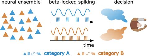 Schematic Of Neural Ensembles Selectively Signaling Categorical Download Scientific Diagram