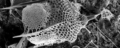 Cored Sediment And Microfossil Collection Scripps Institution Of