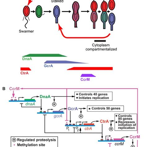 Whole Cell View Of The Cell Cycle Control System Download Scientific Diagram