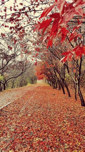 Premium Photo View Of Maple Tree On Field
