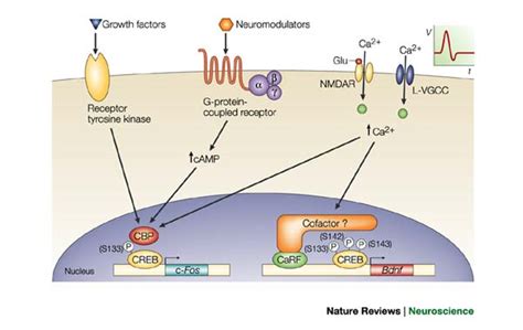 Model Of The Formation Of Signal Specific Transcriptional Download Scientific Diagram