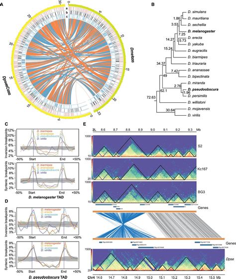 Topologically Associating Domains And Their Role In The Evolution Of Genome Structure And