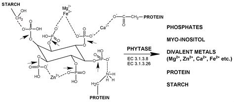 Extracellular Phytase Production By The Wine Yeast S Cerevisiae