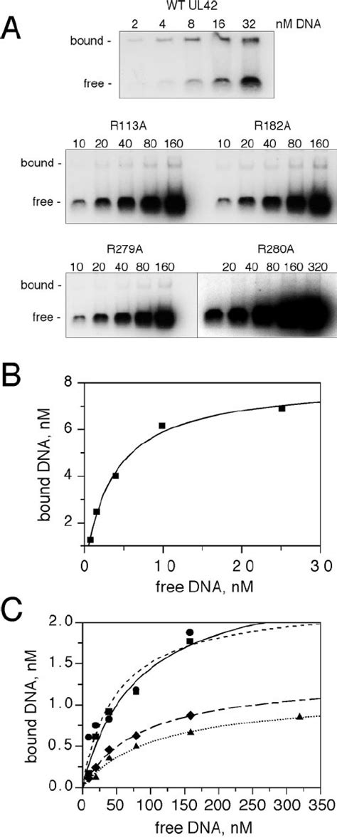 Dna Binding Affinity Of Wild Type And Mutant Ul42 Proteins A Download Scientific Diagram