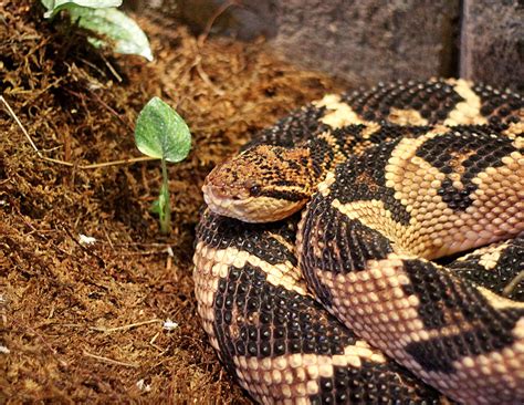 Curled Up Snake By Winterface On Deviantart