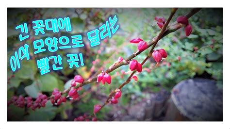 긴 꽃대에 이삭 모양으로 달리는 빨간 꽃 이삭여뀌~ Youtube