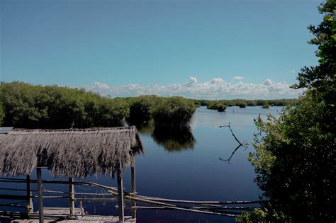 멕시코에서 맹그로브 숲을 항해하는 방법