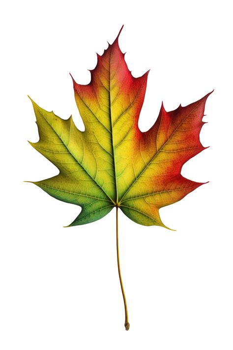 A Colorful Maple Leaf In Shades Of Green Yellow And Red Is Depicted