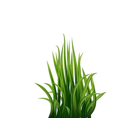 42000 King Tut Grass Pictures
