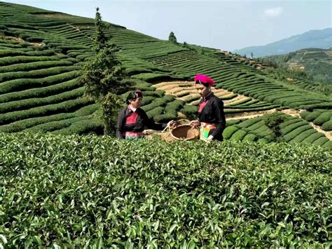 稻菽千重——霞浦县水门畲族乡青岙村 图志 霞浦县水门畲族乡 学习大军网