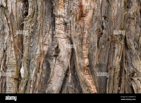 Textural Patterns In Tree Bark Stock Photo Alamy