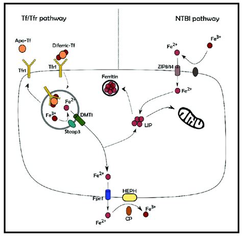 Non Heme Iron Absorption Iron Can Be Absorbed By The Cells Following Download Scientific