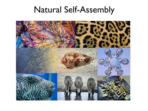 Ppt An Introduction To Algorithmic Tile Self Assembly Powerpoint
