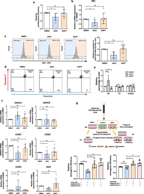 The Role Of Notch Signaling Pathway On Maintaining Emsc At A Quiescent Download Scientific