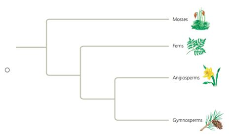 Answered Plant Groups Vascular Tissue Flowers… Bartleby