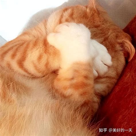 猫咪喜欢“捂脸睡”，并不是为了卖萌，而是隐藏这些心理 知乎