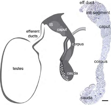Schematic Representation Of Epididymal Cell Types Principal Cells Make Download Scientific