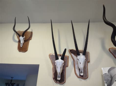 European Mount Taxidermy Questions
