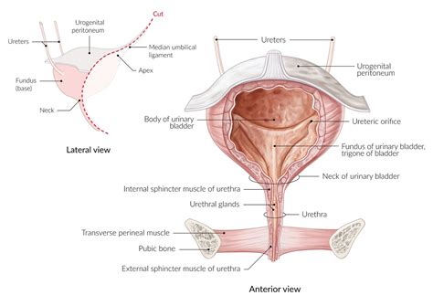 Urinary Bladder Anatomy Apex