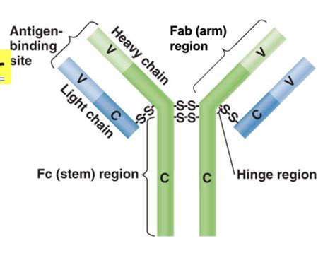 micro lecture ch 17 flashcards quizlet