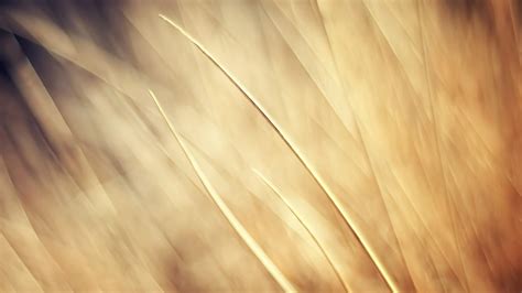 Beige Hd Wallpapers Top Free Beige Hd Backgrounds Wallpaperaccess