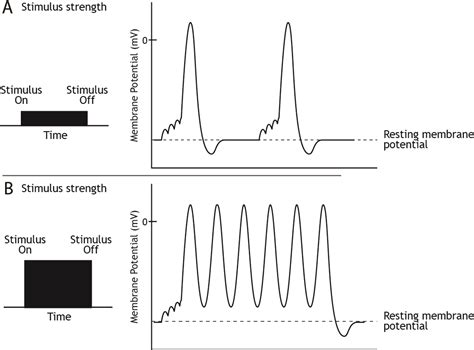 Action Potentials Foundations Of Neuroscience
