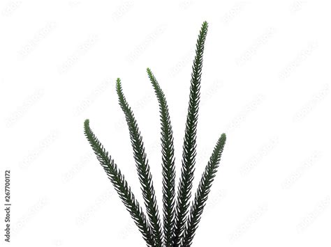 Hoop Pine Leaves Or Norfolk Island Pine Leaf On White Background Green Leaf Isolated On White