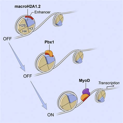 The Histone Variant Macroh2a1 2 Is Necessary For The Activation Of Muscle Enhancers And