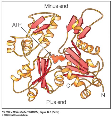 Cytoskeleton II Actin Based Cell Movements Flashcards Quizlet