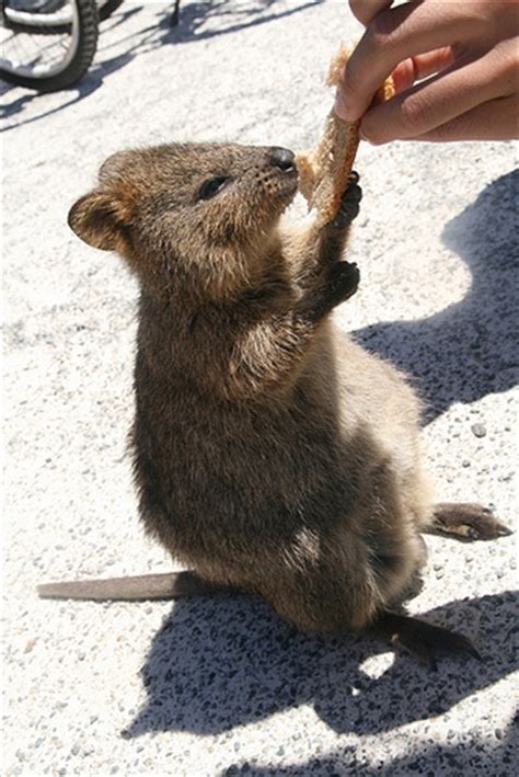 地球上最幸福快樂的動物短尾矮袋鼠 寵毛網 NOWnews今日新聞