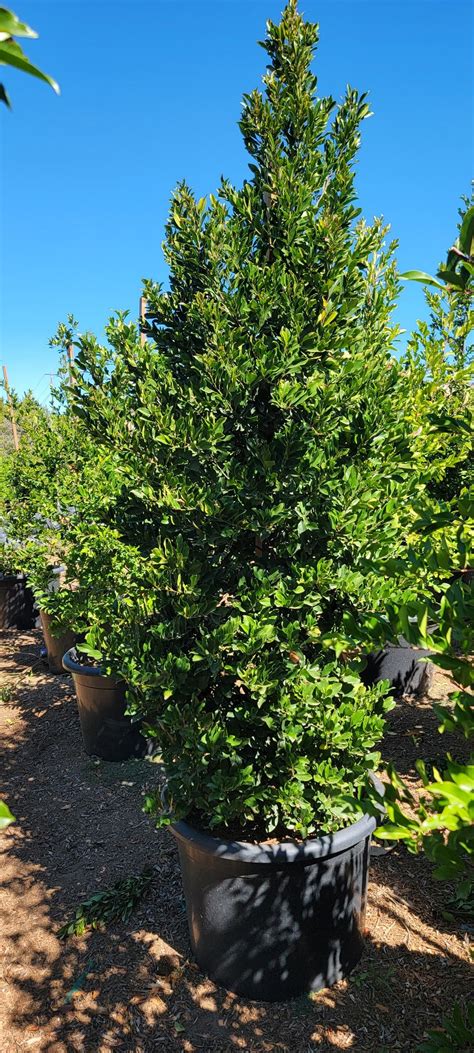 Prunus Caroliniana Carolina Cherry Laurel Bonilla Nurseries