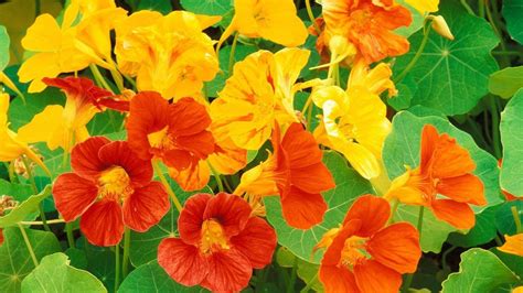 Nasturtium Wallpapers Top Free Nasturtium Backgrounds Wallpaperaccess