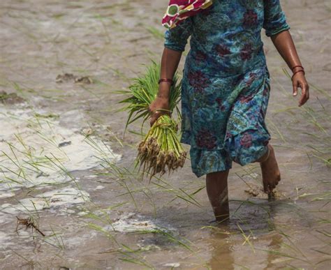 Evaluation Iaes Cgiar Independent Advisory And Evaluation Services