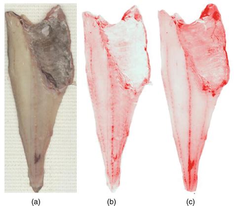 Perspective Chapter Hyperspectral Imaging For The Analysis Of Seafood IntechOpen