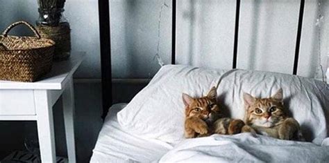 The Cat Is The Best Sex Position For Clitoral Orgasm Yourtango