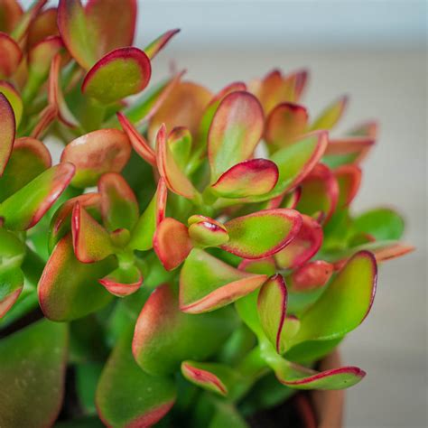 Crassula Ovata Sunset Grubosz Mała Szklarnia