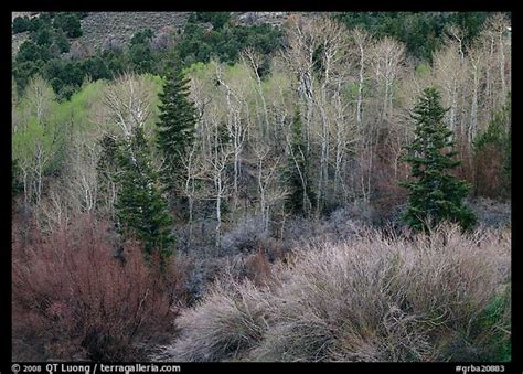 Picturephoto Tapestry Of Shrubs And Trees In Early Spring Great