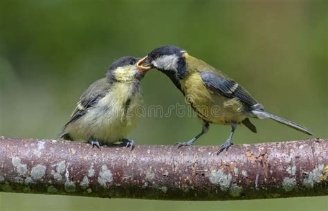Great Tit Feeding His Hungry Chick Deep Into Beak With Yummy Food On