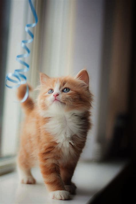 Henri R Gingercats