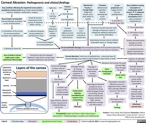 Corneal Abrasion Pathogenesis And Clinical Findings Calgary Guide