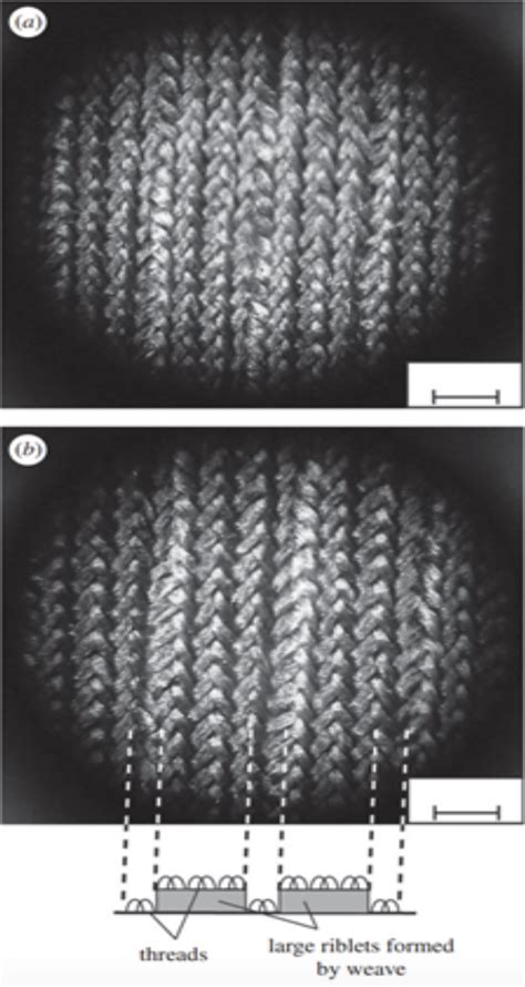 The Hydrodynamic Advantages Of Shark Scales Bioengineering Hyperbook