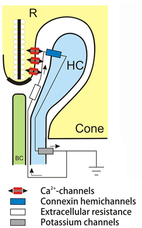 Schematic Representation Of The Ephaptic Feedback Hypothesis Download Scientific Diagram