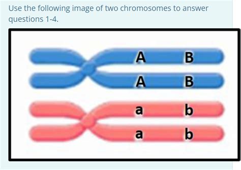 Solved The Two Chromosomes Are Replicated Or Unreplicated