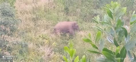 Dvb ပုသိမ်ခရိုင်၌ တောဆင်ရိုင်းများ ကျေးရွာအတွင်း ဝင်ရောက်နှောင့်ယှက်