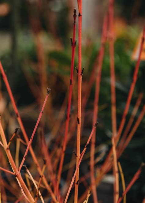 Cornus Sanguinea Midwinter Fire 3l Burford Garden Co
