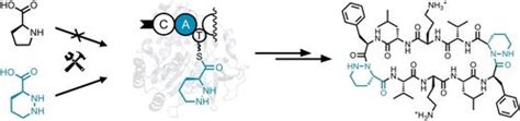 Directed Evolution Of Piperazic Acid Incorporation By A Nonribosomal